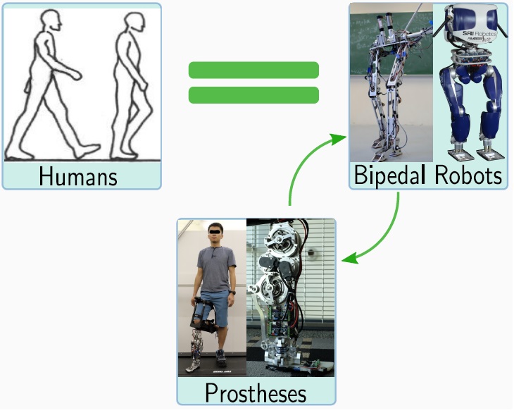 3D multi-contact gait design for prostheses: Hybrid system models ...